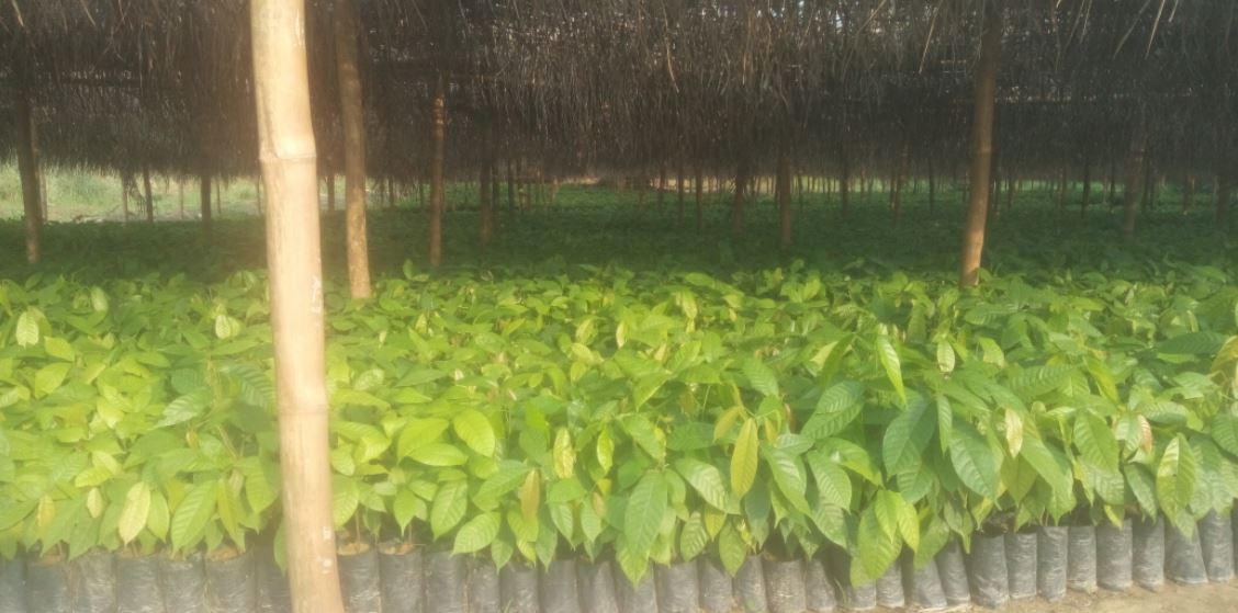 PLUS DE 5 MILLIONS DE PLANTS DE CACAOYERS A DISTRIBUER AUX PRODUCTEURS ...